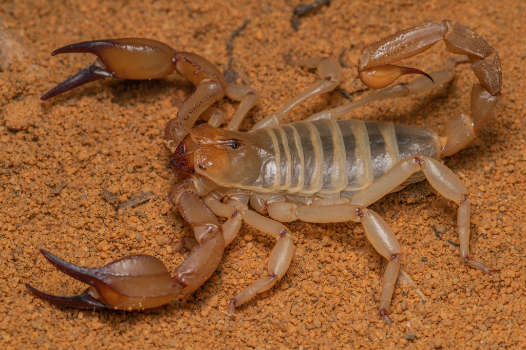 Urodacus in April 2023 by Joshua Gan. Adult female. Undescribed species ...