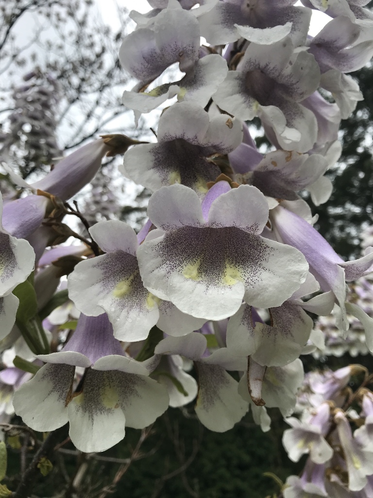 princess tree from National Rhododendron Gardens, Olinda, VIC, AU on ...