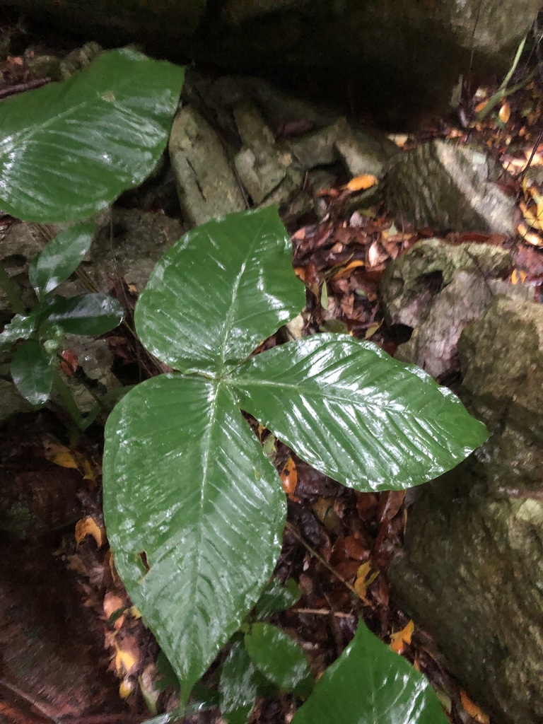 Japanese cobra lily from Katsuyama, Nago, Okinawa, JP on April 20, 2023 ...