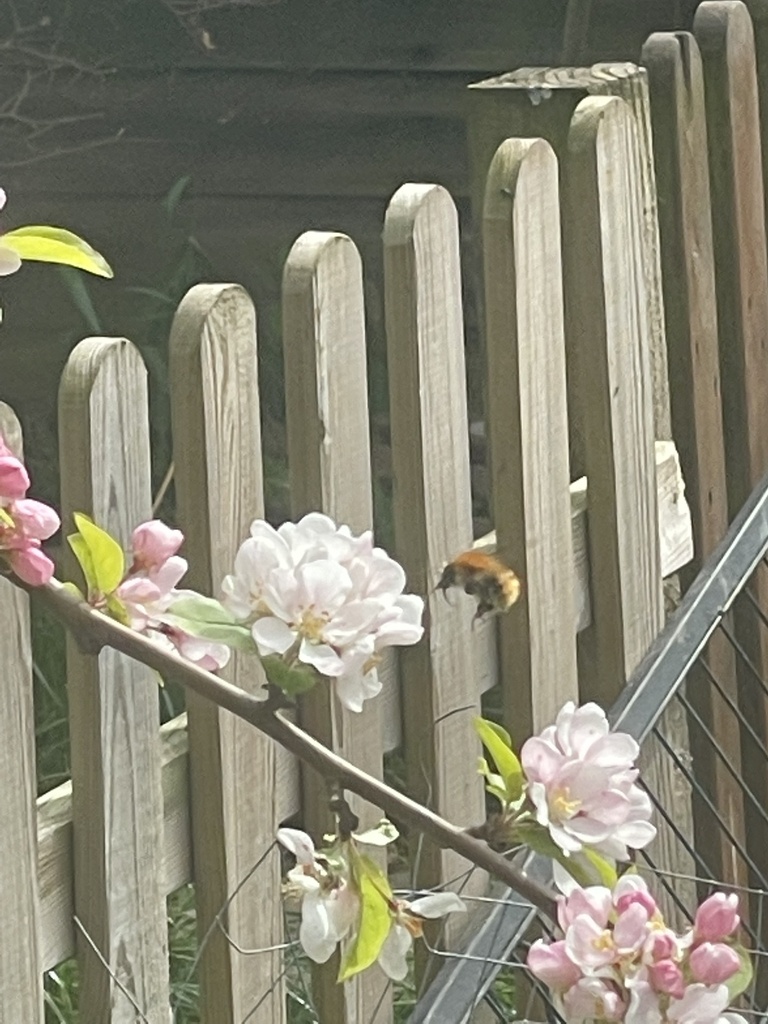 Common Carder Bumble Bee in April 2023 by Laura Buckles. On crab apple ...