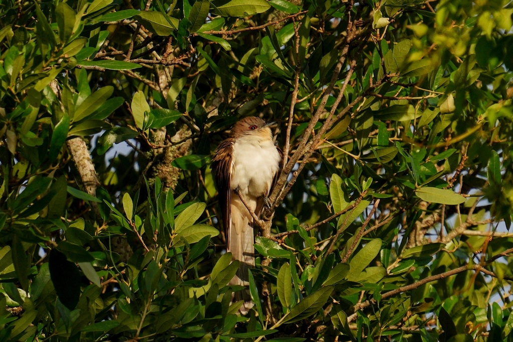 Black-billed Cuckoo from Dauphin Island, AL 36528, USA on April 18 ...