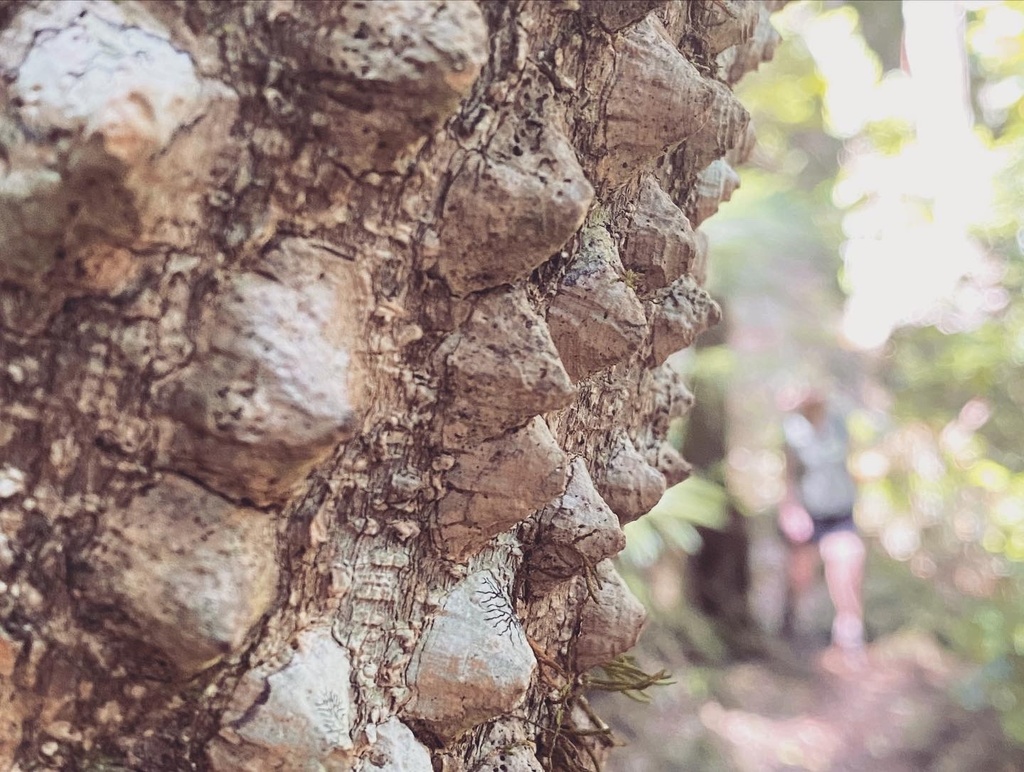 Satin Tree from Main Range National Park, Goomburra, QLD, AU on ...