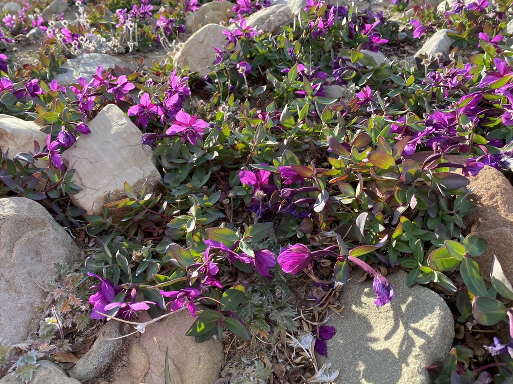 Dwarf Fireweed from Midsommersoe on July 26, 2021 at 08:21 PM by ...