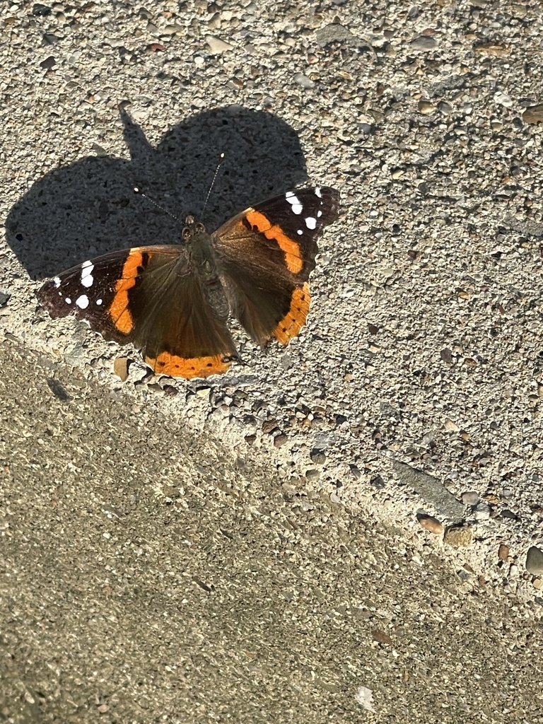 Red Admiral in April 2023 by colettrei · iNaturalist