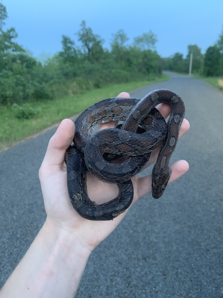 Slowinski's Cornsnake in April 2023 by Henry Westphal · iNaturalist