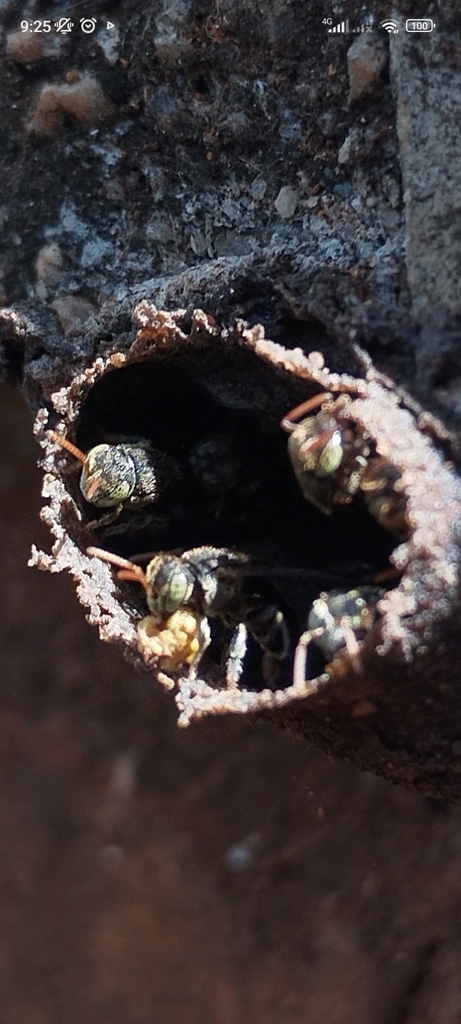 Testaceous-horned Pitted-Stingless bee from Universidade de Brasília by ...
