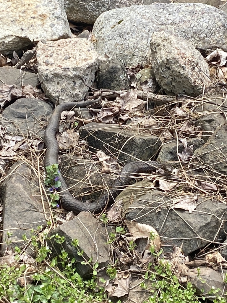 Northern Watersnake from Boardman Ln, Middletown, CT, US on April 20 ...