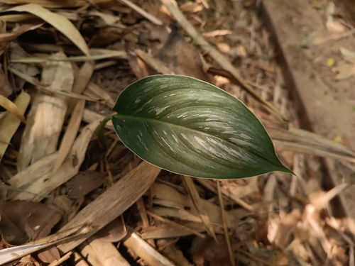 Scindapsus officinalis · iNaturalist Panamá