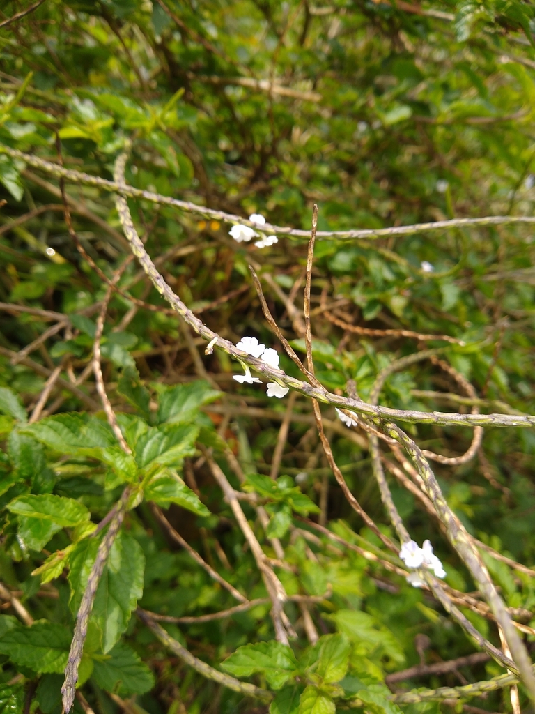 Porterweed from Parque Lineal La Frontera on April 20, 2023 at 09:52 AM ...