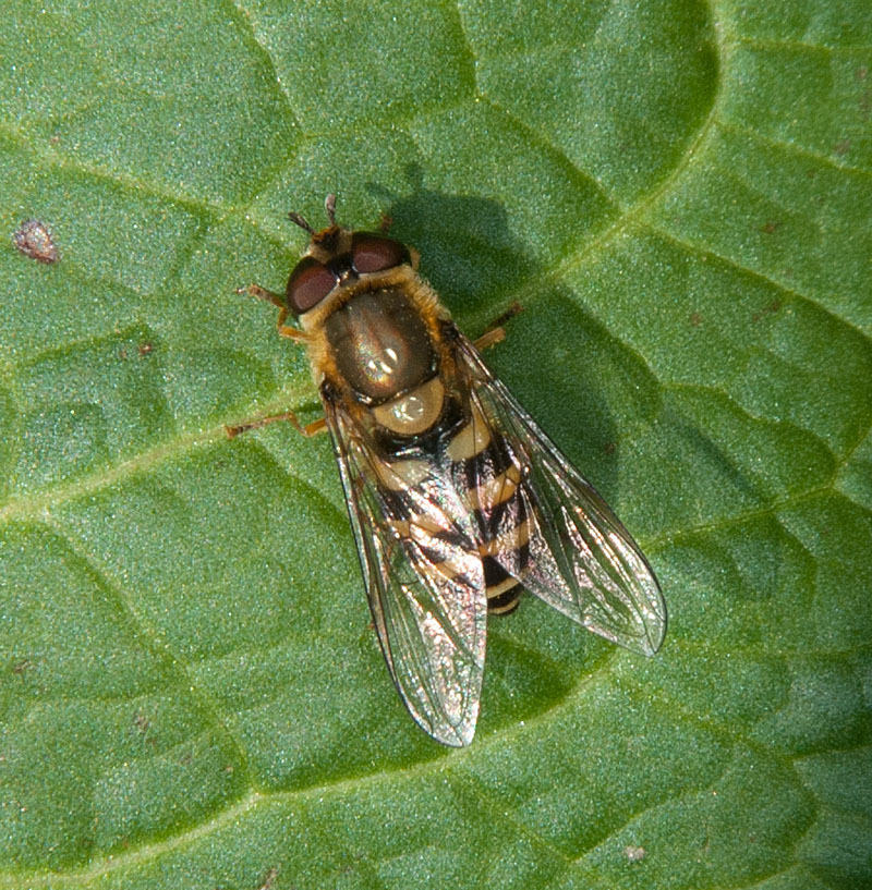 Common Flower Flies in April 2023 by Tig · iNaturalist