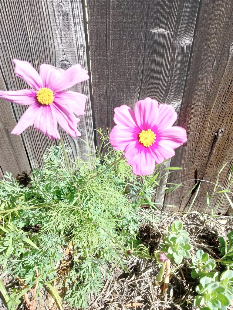 garden cosmos from Cuesta Park, Mountain View, CA, USA on April 20 ...