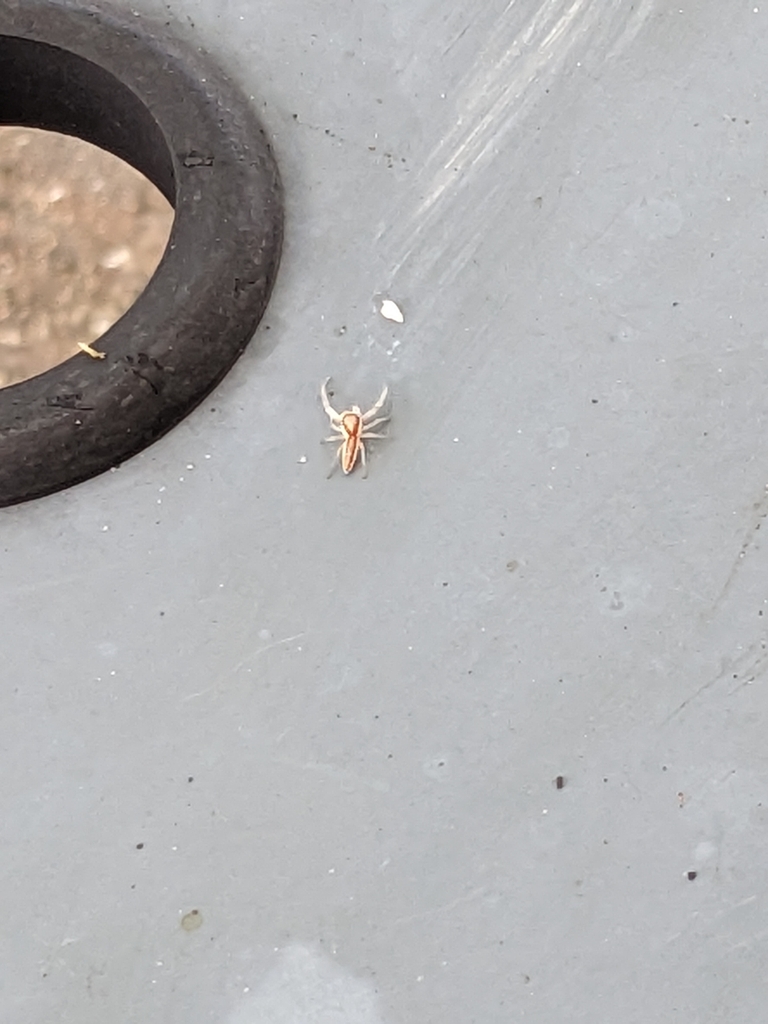 White-jawed Jumping Spider from Boca Raton on April 20, 2023 at 11:55 ...
