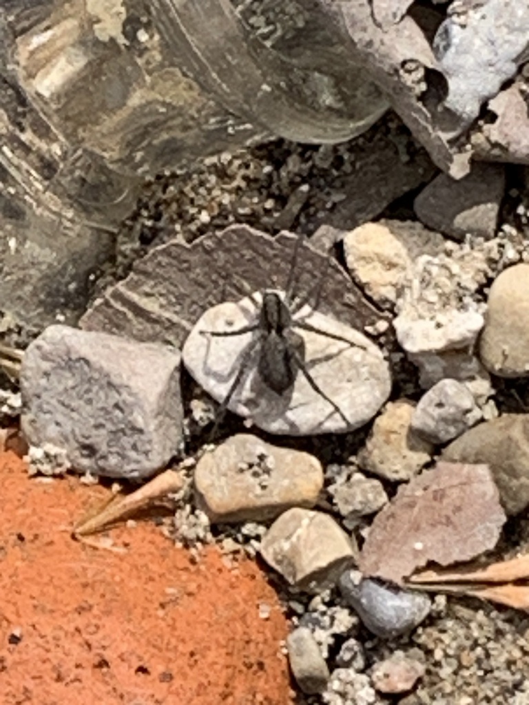 Shore Spider from Oxford, OH, US on April 20, 2023 at 01:51 PM by Molly ...