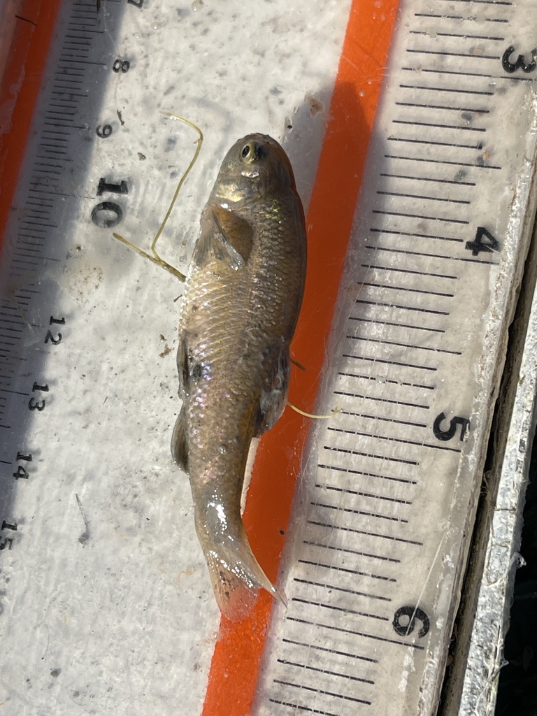 Minnows, Suckers, Carps, and Loaches in April 2023 by Julie Wittmann ...