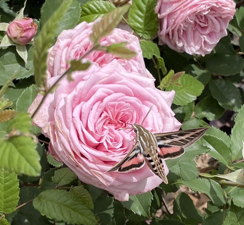 White-lined Sphinx in April 2023 by Jane McGough · iNaturalist