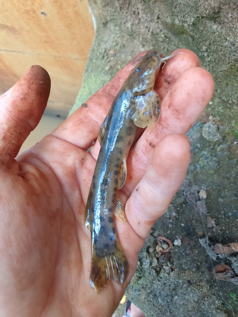 Amphilius athiensis from Bypass/Loresho, Nairobi, Kenya on April 20 ...