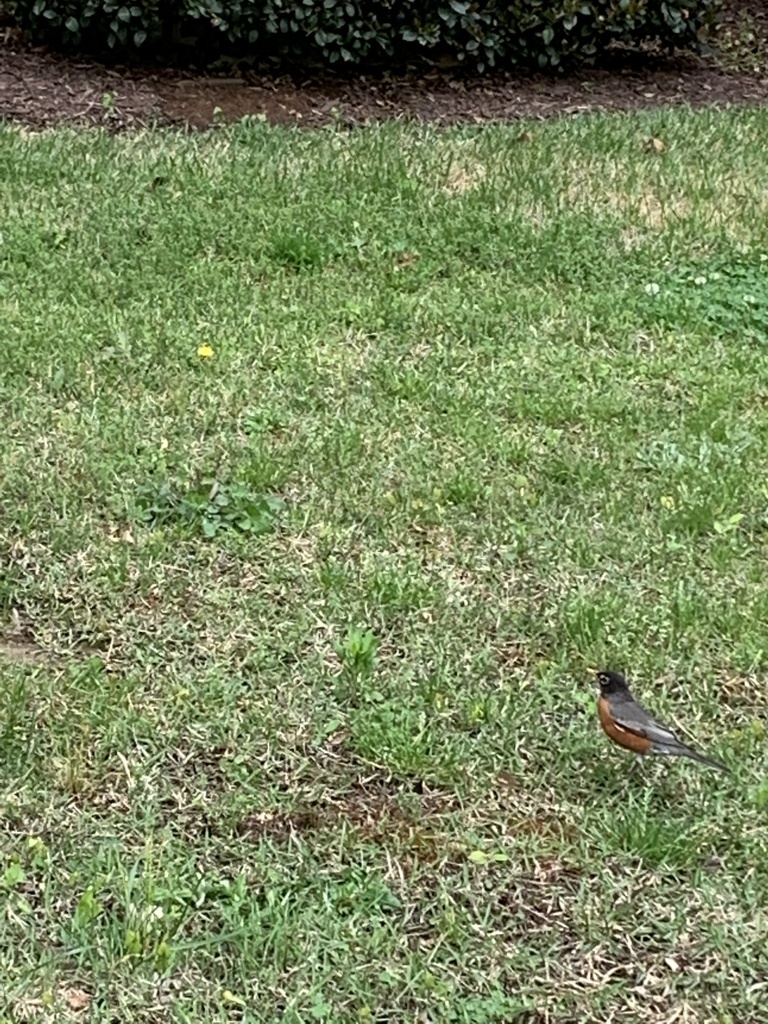 American Robin from UNC Charlotte, Charlotte, NC, US on April 16, 2023 ...