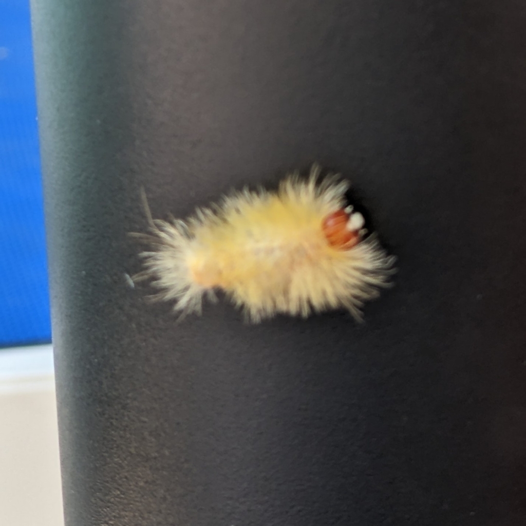 Edwards' Wasp Moth from Key West, FL 33040, USA on April 20, 2023 at 03 ...