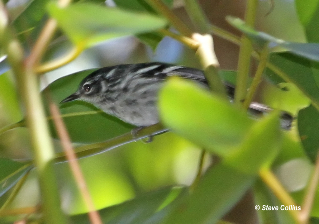 Elfin-woods Warbler in March 2014 by Steve Collins. Maricao SF, Puerto ...
