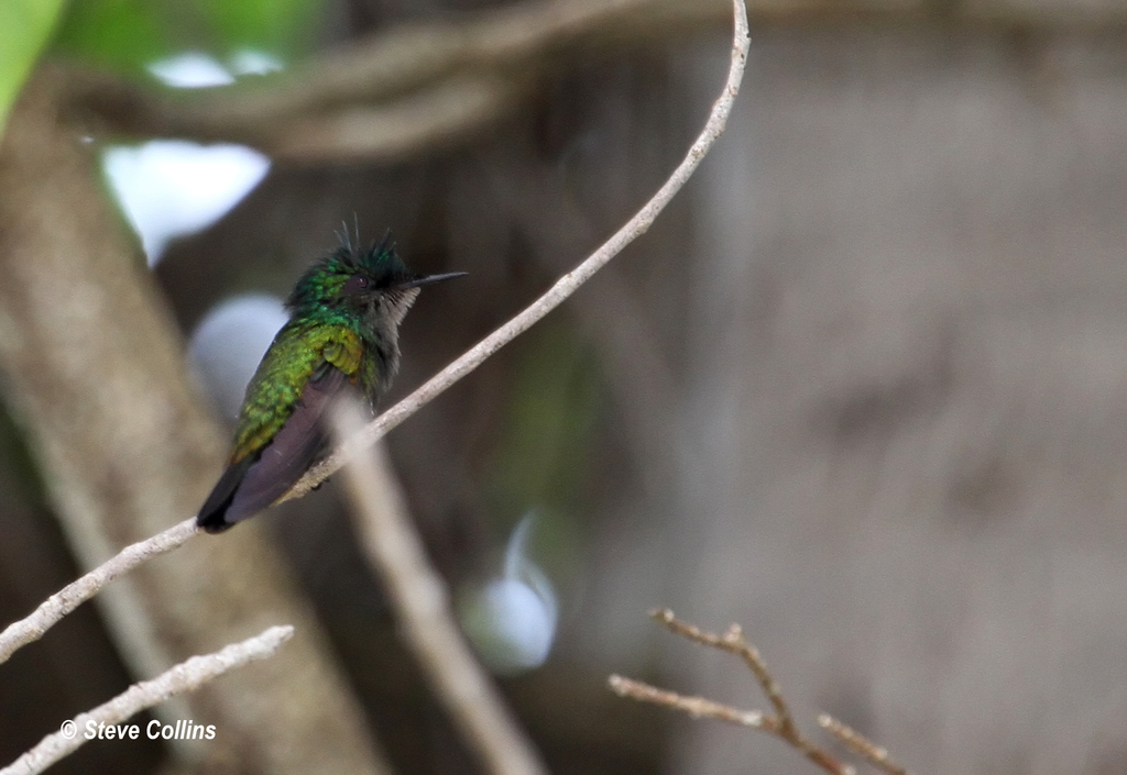 Antillean Crested Hummingbird from Cabezas, Fajardo, Puerto Rico on ...