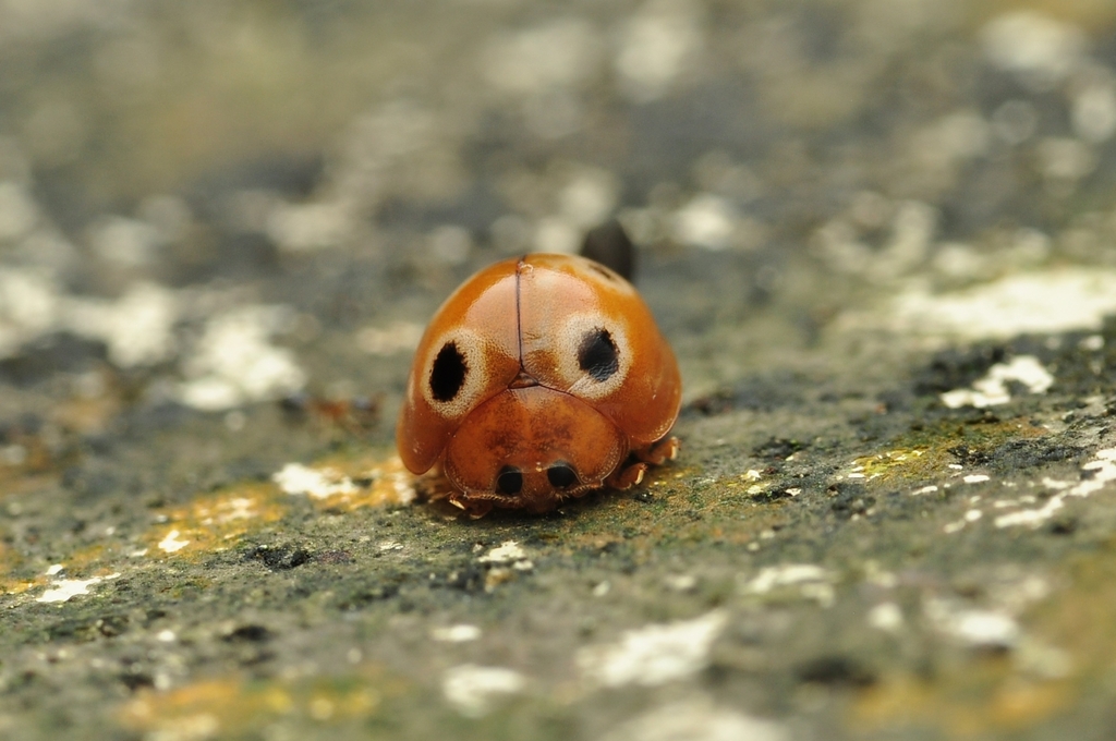 Phrynocaria unicolor from 樟腦寮步道 on April 16, 2023 at 04:56 PM by 邱仲良 ...