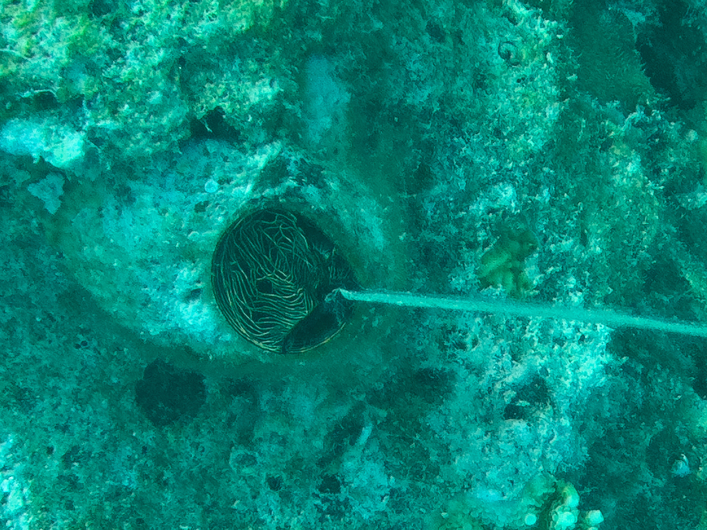 Animals from Alifu Alifu Atoll, Maldives on April 17, 2023 at 04:36 PM ...