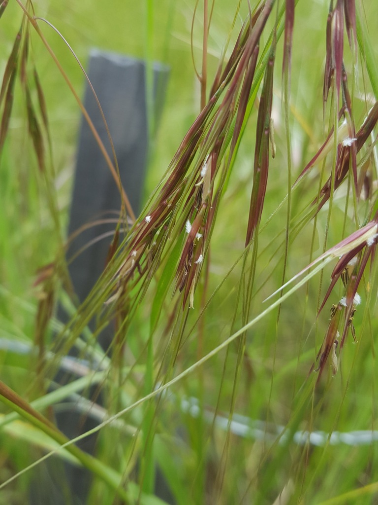 Purple needlegrass (Spring Wildflowers of Arastradero Preserve ...
