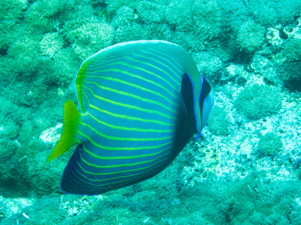 Emperor Angelfish from Alifu Dhaalu Atoll, Maldives on April 18, 2023 ...