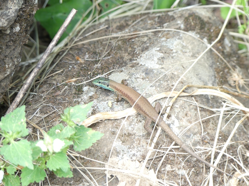 Lebanon Lizard from Golan, IL on April 20, 2023 at 12:42 PM by Avraham ...