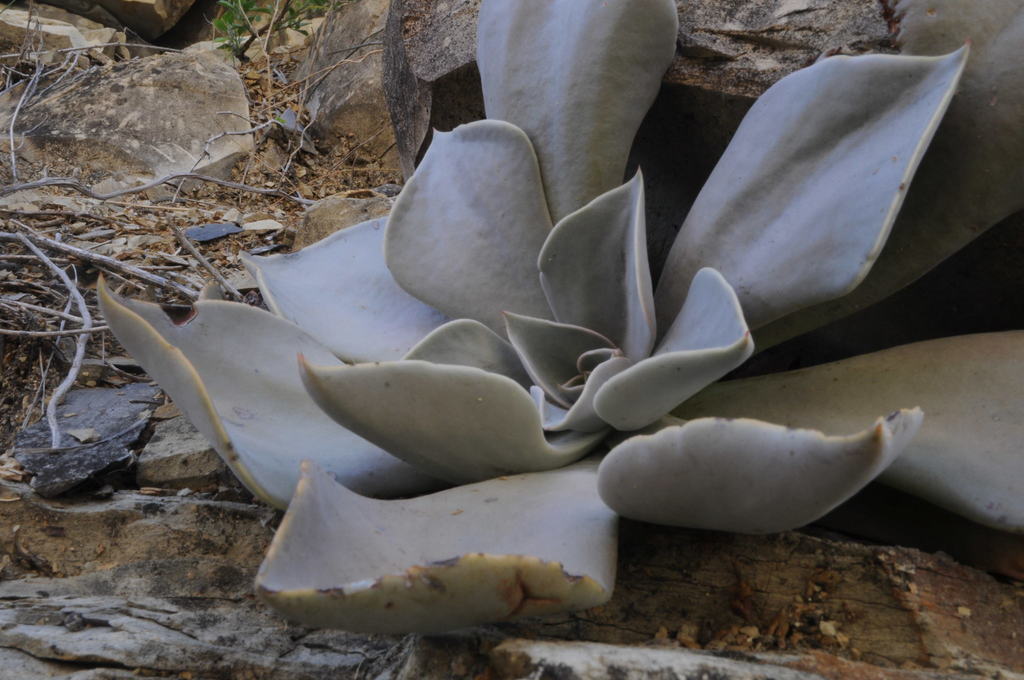 Echeveria rodolfoi from Cuesta de Mamulique on August 11, 2011 at 09:25 ...