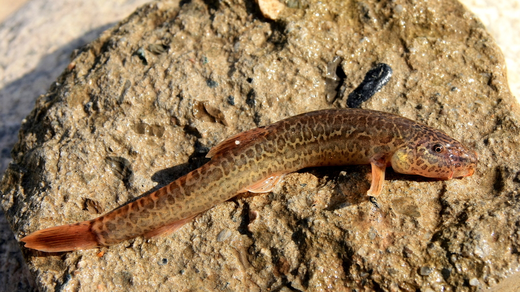 Paracobitis longicauda from Душанбе, Таджикистан on April 20, 2023 at ...