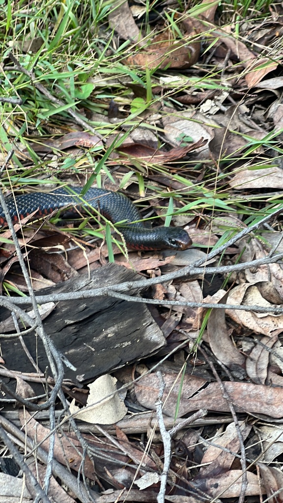 Red-bellied Black Snake from Smallwood Rd, Glenorie, NSW, AU on April ...