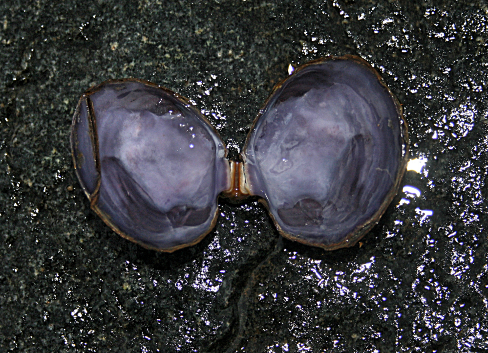 Purple Mahogany Clam (Animals of the Lower Mainland) · iNaturalist