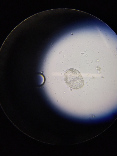 Marine Ich (Cryptocaryon irritans) · iNaturalist