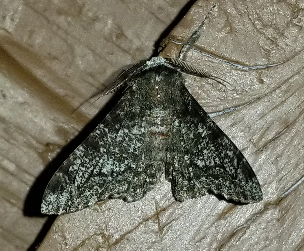 Peppered Moth from Fentress County, TN, USA on April 21, 2023 at 06:21 ...
