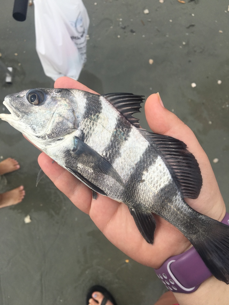 Black Drum from Seaside Dr, , SC, US on October 20, 2018 at 02:28 PM by ...