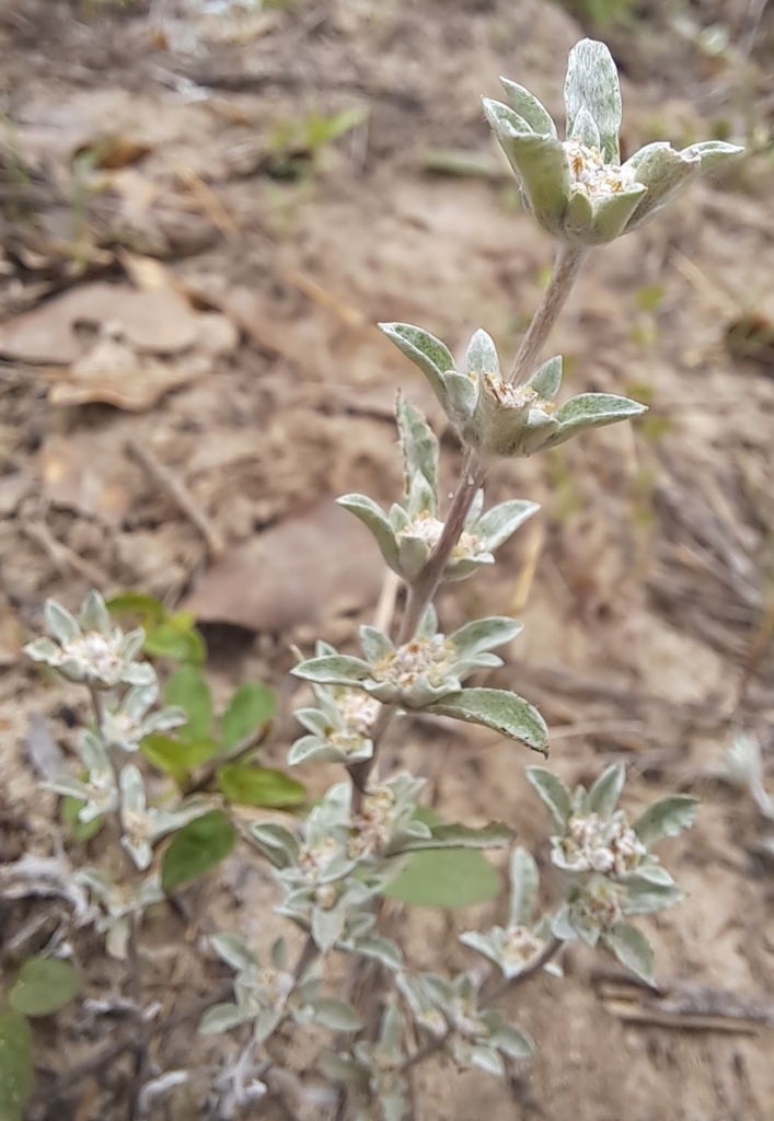 silver rabbit tobacco from TENN COLONY, TX 75861, USA on April 19, 2023 ...