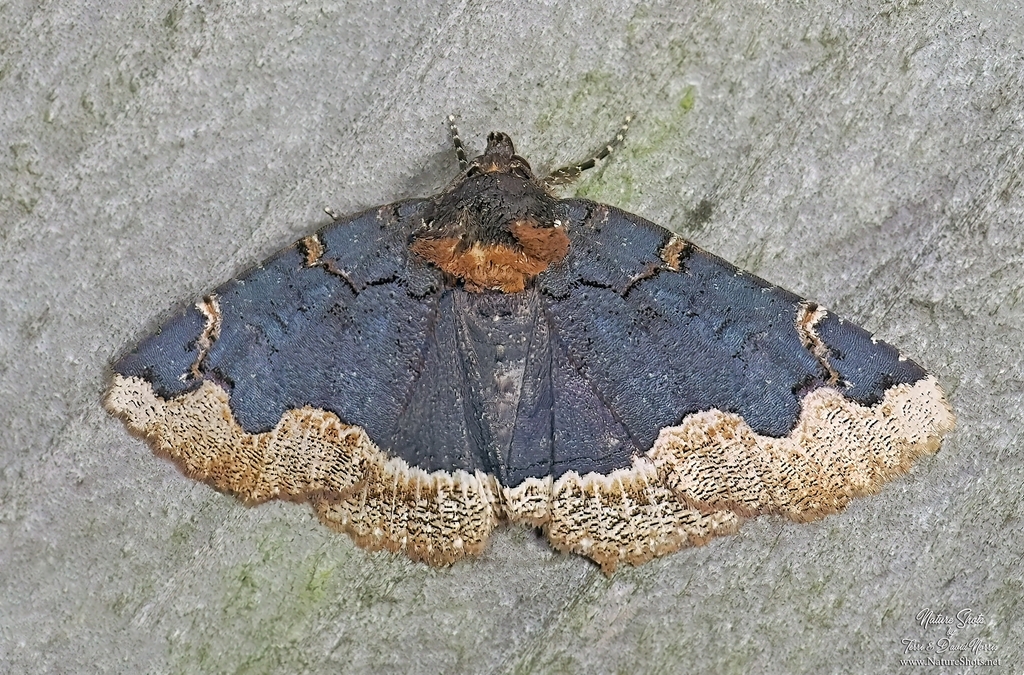 Horrid Zale Moth from Bosart Rd, Springfield, OH 45503, USA on April 20 ...