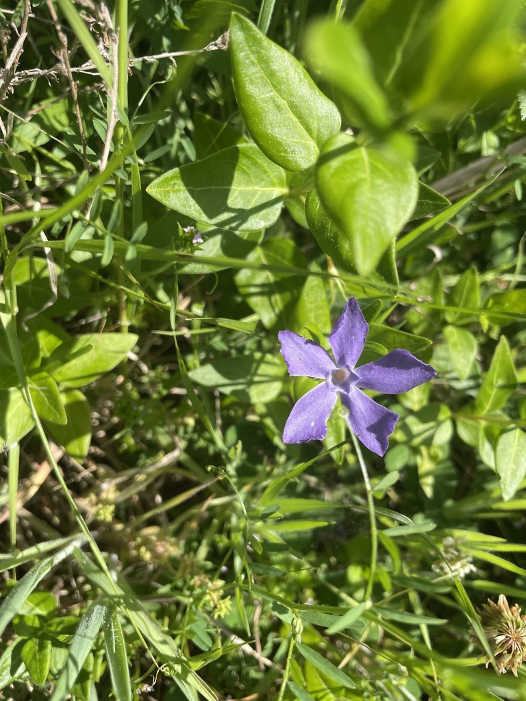 greater periwinkle from Durham, NC, US on April 21, 2023 at 10:44 AM by ...