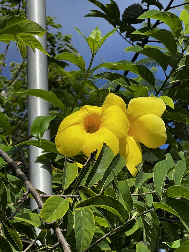 Golden Trumpet from San Cristóbal, EC-GA, EC on April 20, 2023 at 08:17 ...