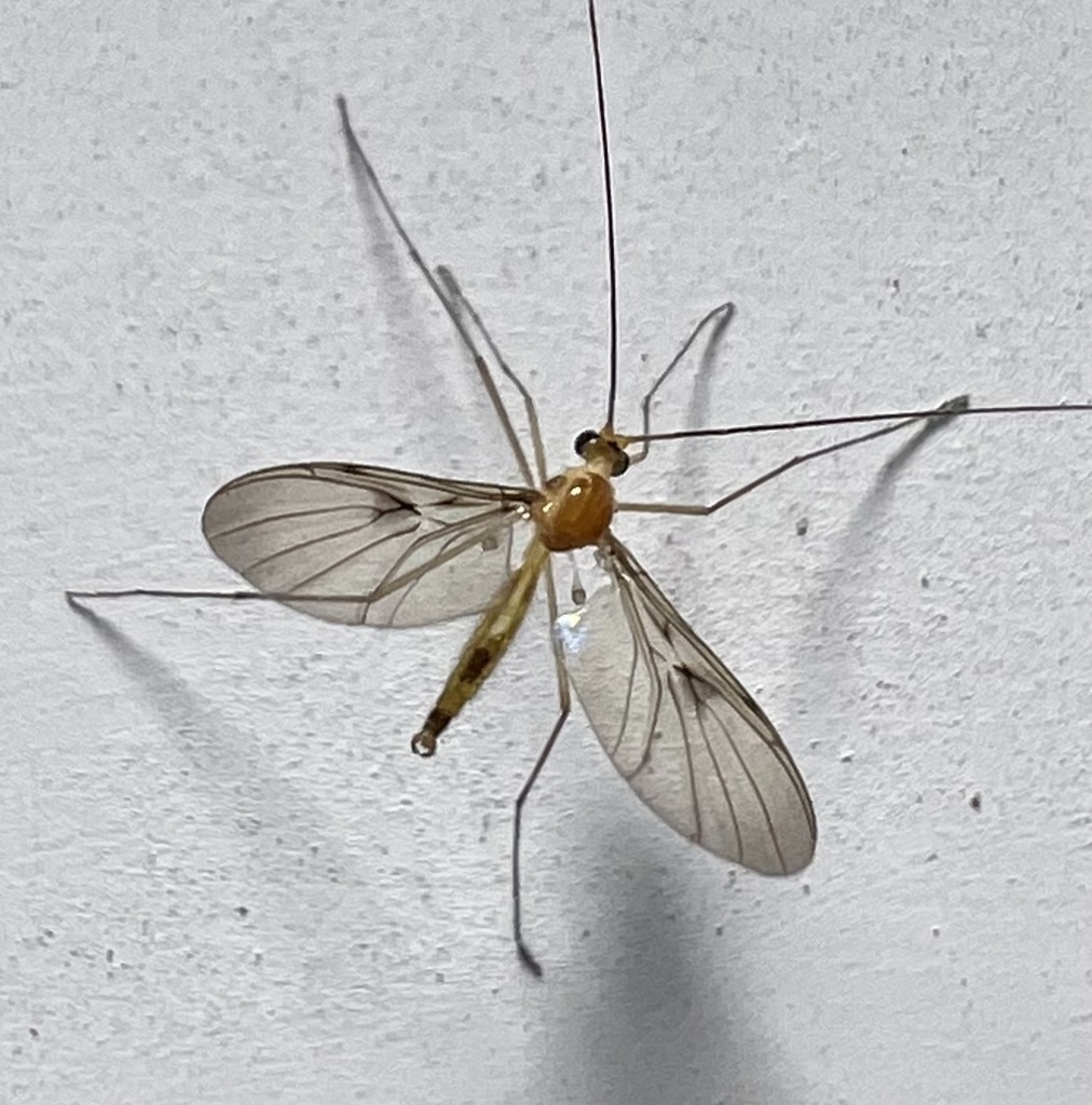 Macrocera inconcinna from Carswell Dr, Augusta, GA, US on April 20 ...