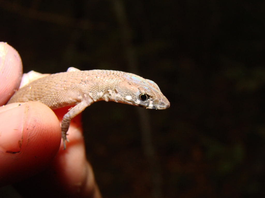 Eigenmann's Eyed Lizard from Lucas do Rio Verde on October 10, 2007 at ...