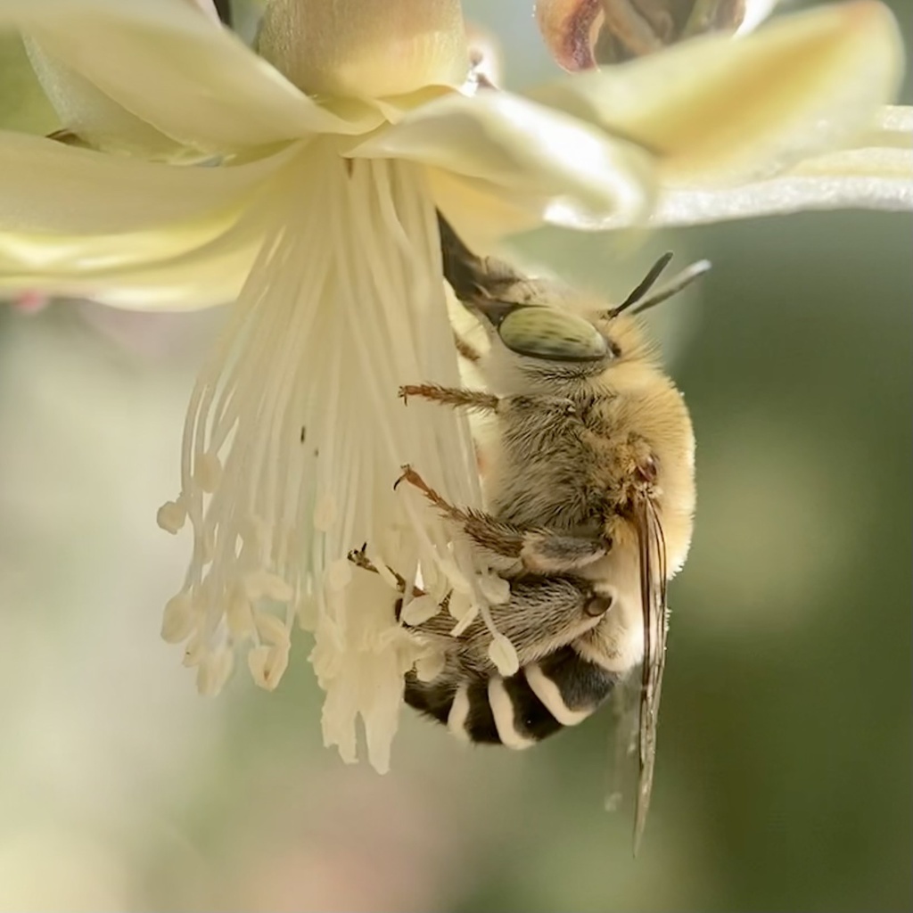 California Digger Bee from The University of Arizona, Tucson, AZ, US on ...
