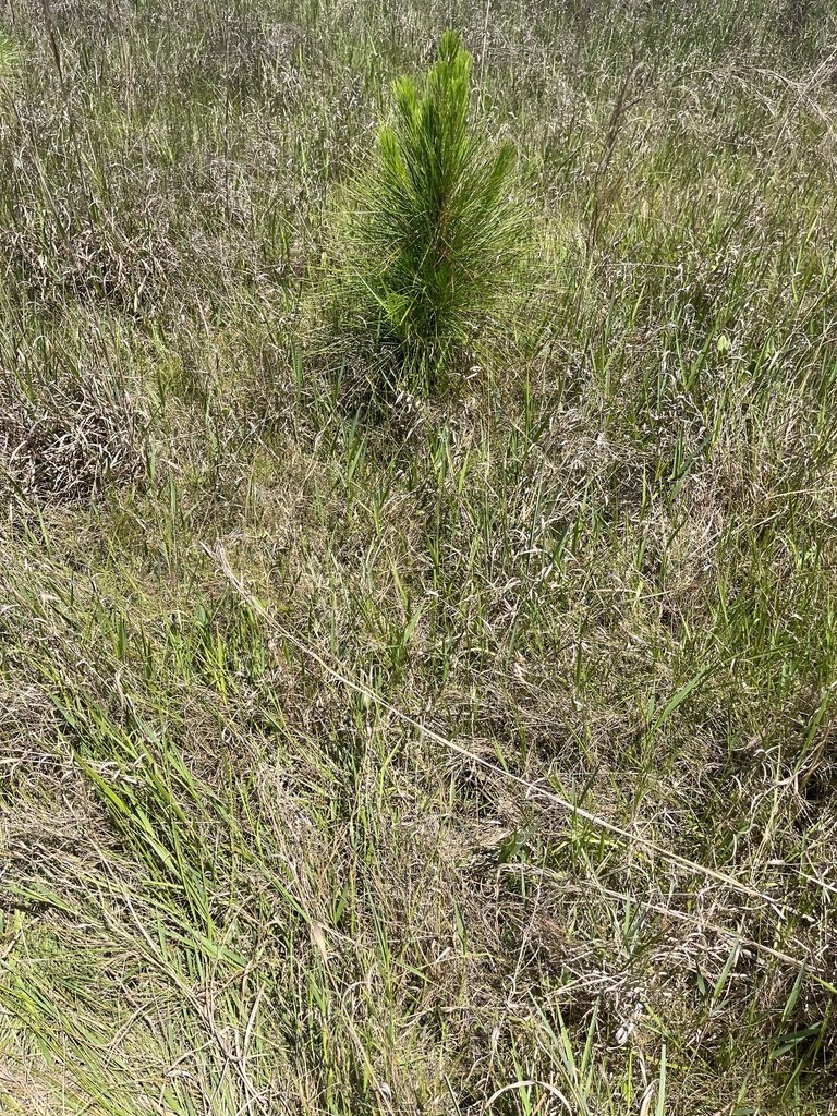 Maidencane from Tampa, FL, US on April 21, 2023 at 02:15 PM by laila ...