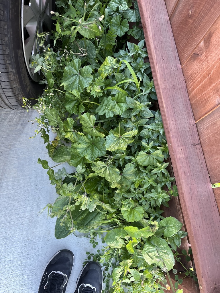 Mallows from 109th Ave, Oakland, CA, US on April 21, 2023 at 07:46 AM ...