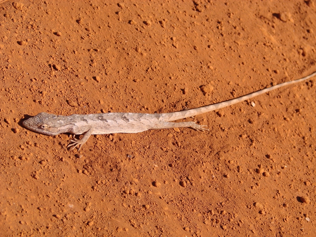 Brazilian Monkey Lizard from Barro Alto on September 10, 2007 at 09:46 ...