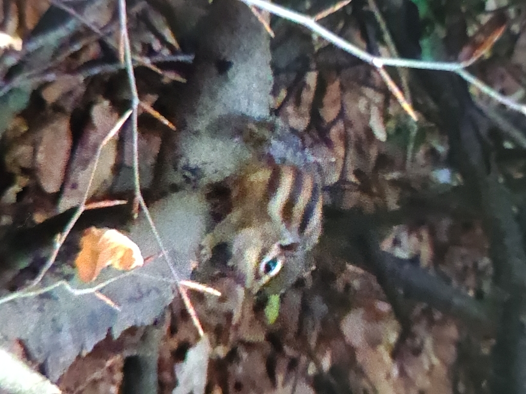 Siberian Chipmunk from 53424 Remagen, Germany on April 18, 2023 by ...