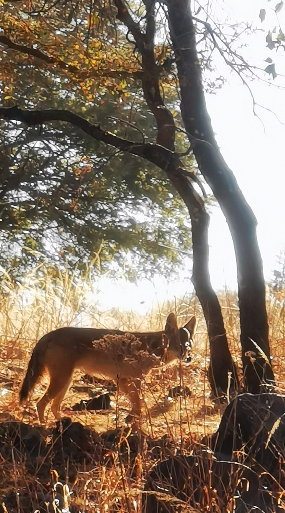 Canids from 34357 Durango, Mexico on April 21, 2023 at 07:38 AM by Hugo ...