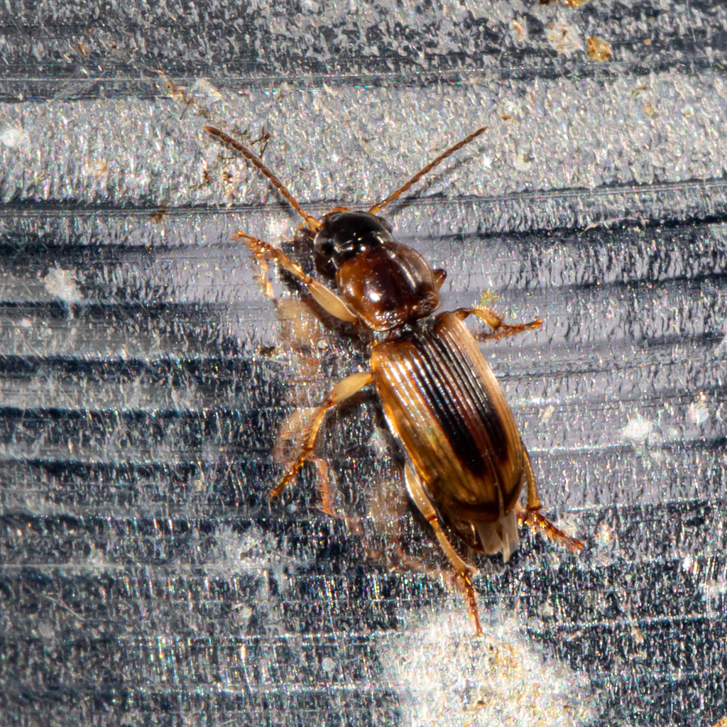 LeConte's Seedcorn Beetle from Anne Arundel County, MD, USA on April 20 ...