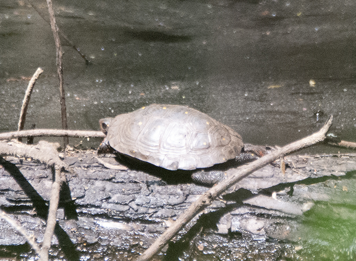 Spotted Turtle in April 2023 by Chad Arment · iNaturalist
